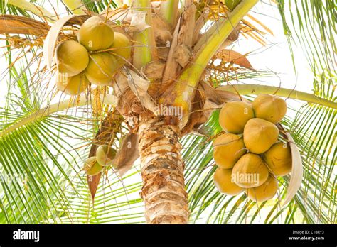 Coconut Tree With Ripped Fruits Stock Photo Alamy