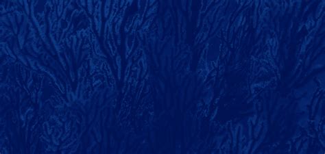 Red Grouper Mote Marine Laboratory And Aquarium