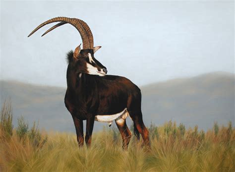 Antelope