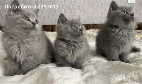 Британска късокосместа в Британска късокосместа в гр София