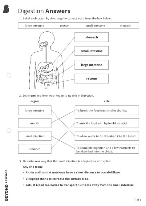 Digestive System Worksheet Support Answers Organs And Enzymes Explained