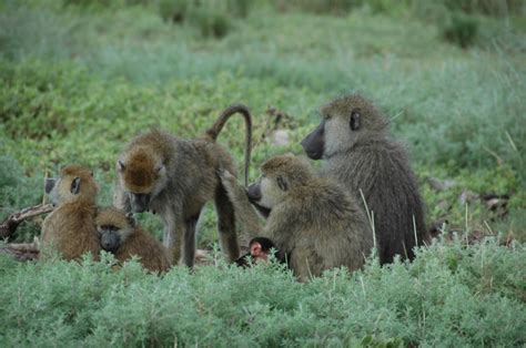 Baboon Bonding Image Eurekalert Science News Releases