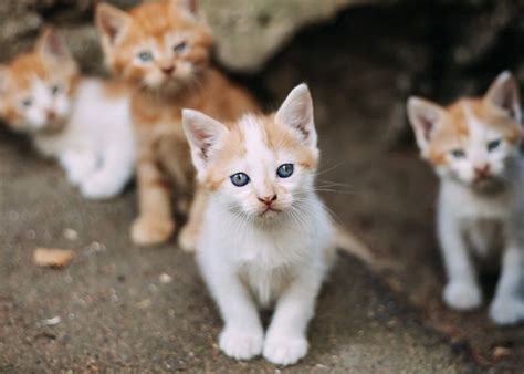 Fact Sheet How To Determine A Kittens Sex Humanepro By Humane World