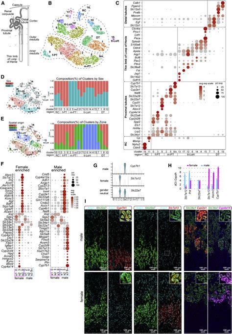 Single Cell Profiling Reveals Sex Lineage And Regional Diversity In The Mouse Kidney