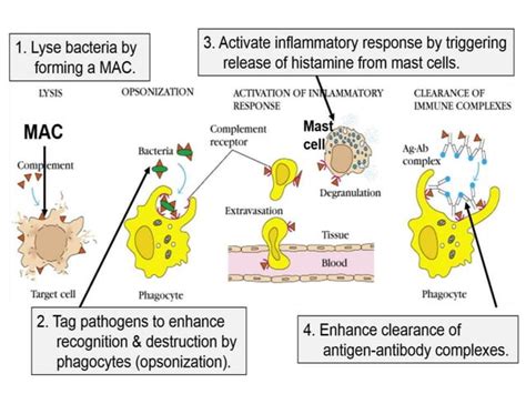 COMPLEMENT FIXATION TEST CFT PPTX