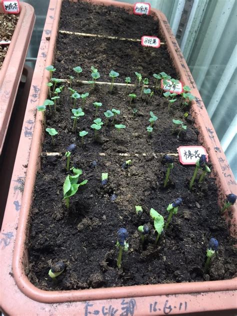 听说月球上长芽了？中国人的种菜天赋终于发扬到了月亮上！ 搜狐大视野 搜狐新闻