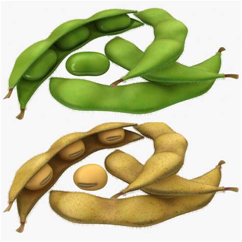 Soybean Plant D Model