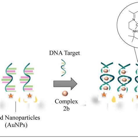 The Conceptual Scheme Of The Developed Biosensor Download Scientific Diagram