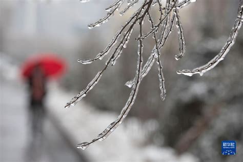 11月8日，哈尔滨市香坊区中山路上，树木结冰。