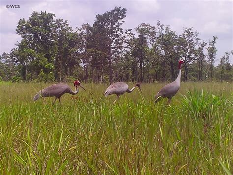 ប្រទះឃើញកូនសត្វស្លាបកម្រ៤ក្បាល ក្នុងដែនជម្រកសត្វព្រៃកែវសីមា សុីសុីថាមស៍