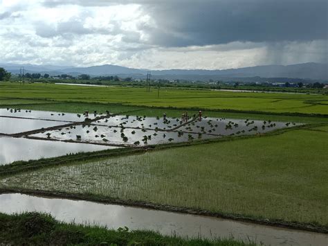 နမ့်ခမ်းမြို့နယ်တွင် ၂၀၂၃ ခုနှစ်အတွက် မိုးစပါးလျာထား ဧက ၁၂၂၈၆ စိုက်ပျိုးပြီးစီး Information