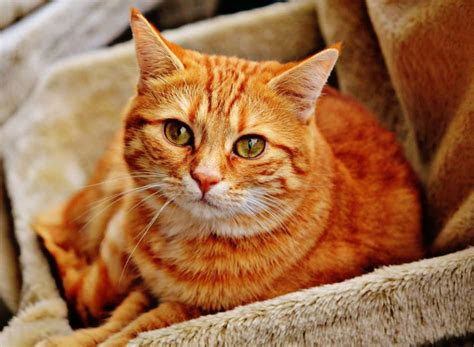 Red Cat Wallpapers