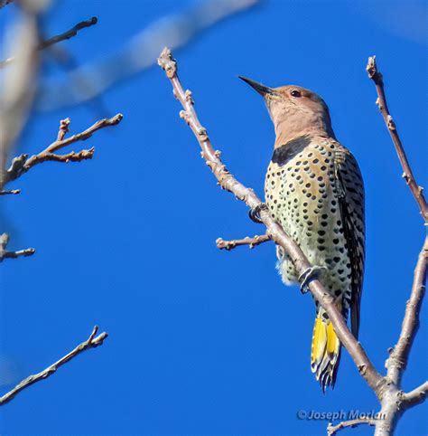Northern Flicker Birdforum