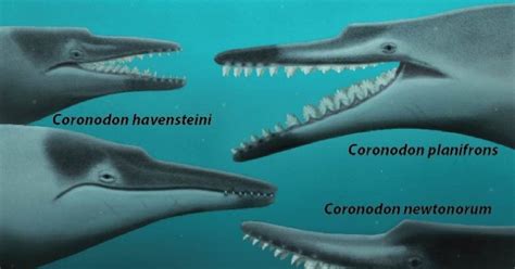 대체 무슨 용도 ‘왕관 모양 이빨 지닌 원시 수염고래 발견 핵잼 사이언스