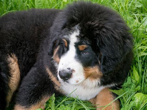 Bernese Mountain Dog Mix — Animal Hearted Apparel