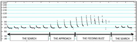 Echolocation Neighbourhood Bat Watch