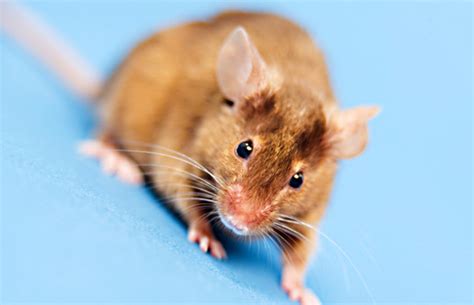 Evaluation Of Helicobacter Hepaticus Bacterial Shedding In Fostered And