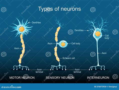 Types Of Neurons Structure Diagram Medical Science Vector Illustration