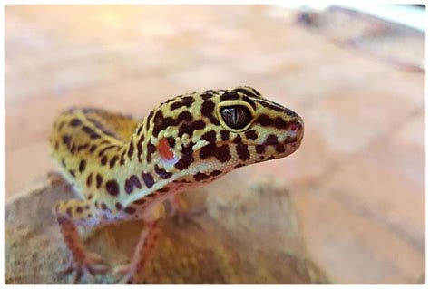 애완도마뱀 종류 레오파드 게코 도마뱀 키우기 먹이 수명 네이버 블로그