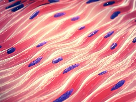 Sistema Muscular Humano Funciones Tejido Muscular Tipos De Músculos