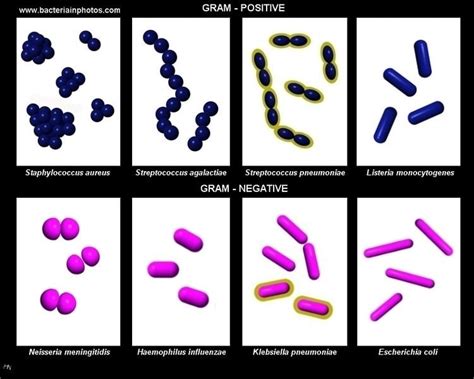 Gram Positive And Gram Negative Bacteria List Gilitcopper