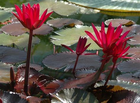 Nymphaea