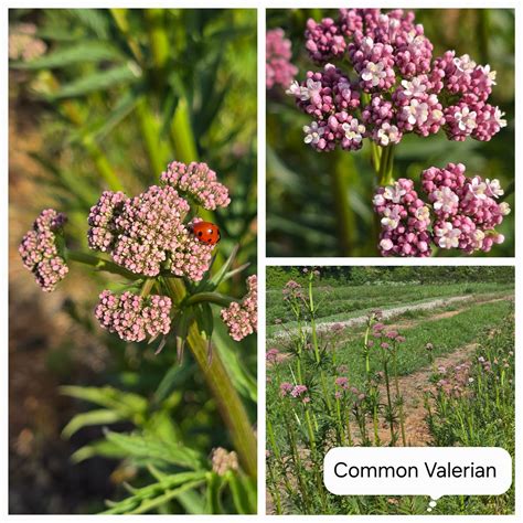 Common Valerian Valeriana Officinalis Naturescape Wildflower
