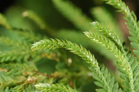 Phylum Lycophyta Phylum Lycophyta