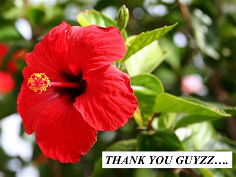 Intravenous Urogram Ivu Pptx