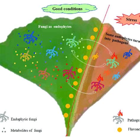Schematic Diagram Of The Possible Relationships Between Endophytic
