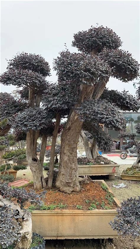 红花继木什么时间开花 好景园林
