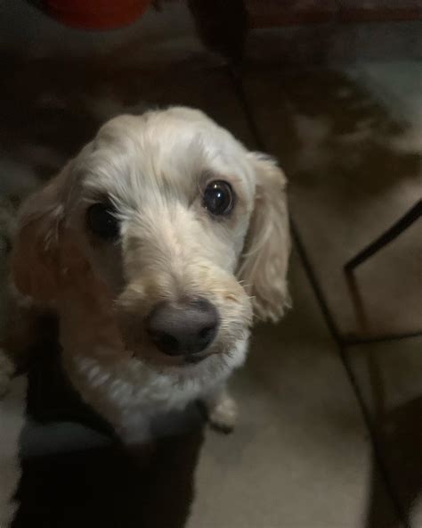 Buster The Cockapoo Home Facebook