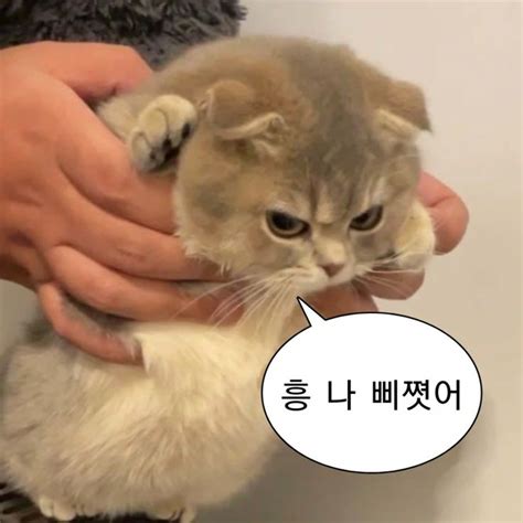 짤에 있는 ٩๑ `ȏ´๑۶님의 핀 동물 말장난 동물 밈 웃긴 밈