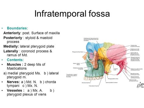 The Infratemporal Fossa Boundaries Contents Anatomy T