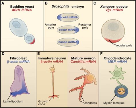 Mrna Localization Gene Expression In The Spatial Dimension Cell