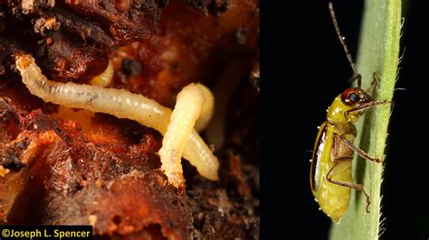 Corn Rootworm Bt Resistance And Management Recommendations For Illinois Farmdoc