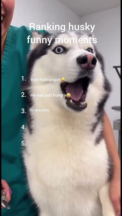 Ranking Husky Funny Videos Shorts Husky Youtube