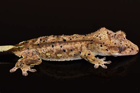Brindle Dalmatian Female Crested Gecko By Evolver Reptiles Morphmarket
