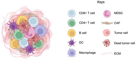 Tumor Microenvironmental Influences On Dendritic Cell And T Cell