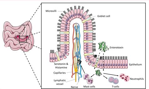 Figure 1 From Staphylococcal Enterotoxin C—an Update On Sec Variants