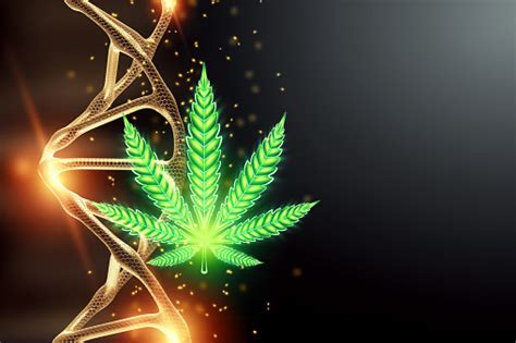 마리화나 Dna 나선형 대마초 잎 소비자 대마초 기호 마리화나 의료 사용의 합법화의 개념 연구 공간을 복사합니다 3d 일러스트레이션 3d 렌더링 칸나비디올에 대한 스톡 사진