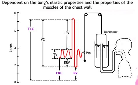 Lung Function Tests Flashcards Quizlet