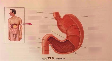 Bio 240 Lab Exam 1 The Stomach Diagram Quizlet