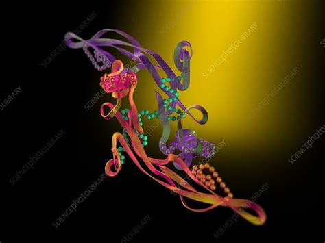 Tgf Beta1 Molecular Model Stock Image C022 7022 Science Photo Library