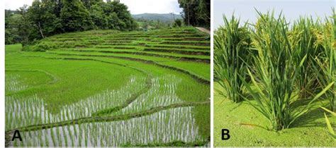 Figure 21 From Silicon Induced Resistance In Rice Oryza Sativa L