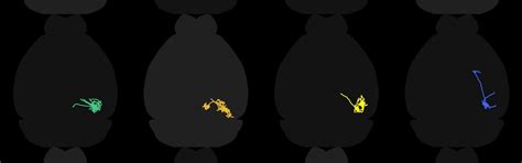 Brain Wide Tracing Of Single Neurons Reveals Breadth Of Information Transfer From Visual Cortex