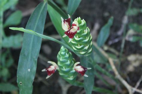 Zingiber Officinale Plant