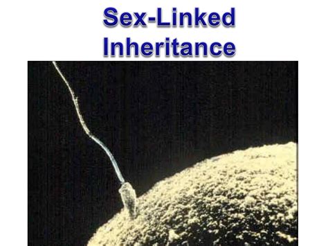 Ppt Sex Linked Inheritance Powerpoint Presentation Free Download Id 9186353