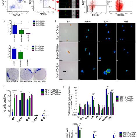 PDF Phenotypic And Functional Characterisation Of The Luminal Cell