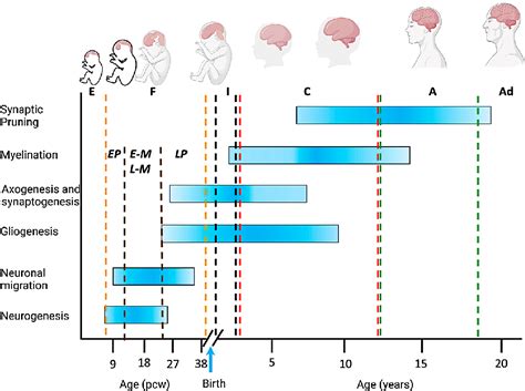 Figure 1 From A Survey On The Expression Of The Ubiquitin Proteasome